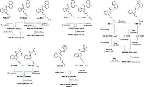 Merging Metabolic Pathways For Synthetic Cannabinoids Akb 48 Jwh 018