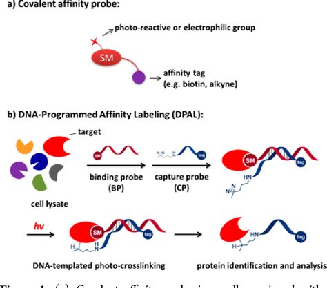 Figure 1 From Multivalent Photoaffinity Probe For Labeling Small