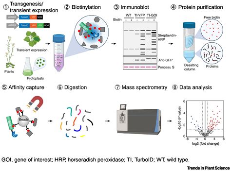 Turboid Based Proximity Labeling Accelerates Discovery Of Neighboring