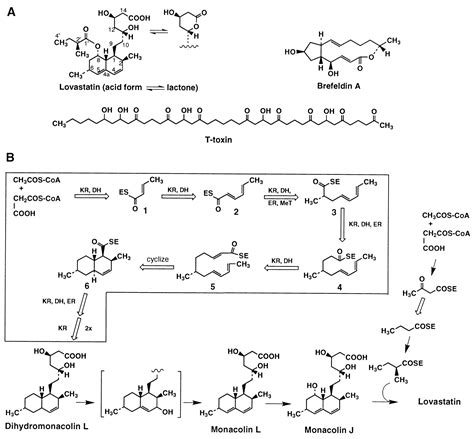 Modulation Of Polyketide Synthase Activity By Accessory Proteins During
