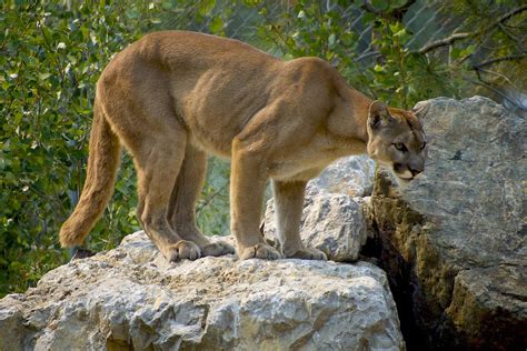 Cougar Sighting Reported Near Michaelis Boulevard And 84 Avenue My