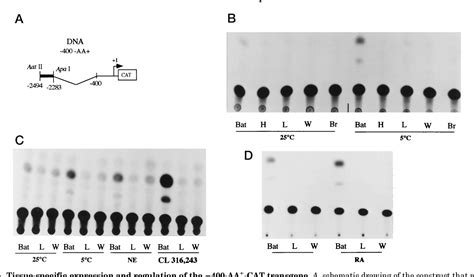 Figure 1 From Essential Cis Acting Elements In Rat Uncoupling Protein