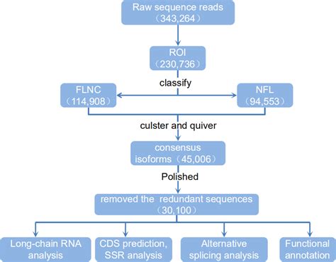 Single Molecule Full Length Transcript Sequencing Provides Insight