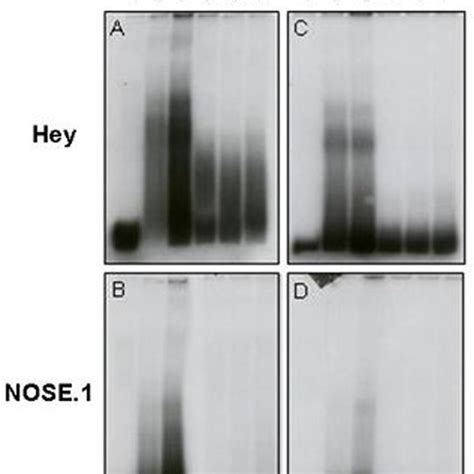 Rna Gel Shift Assays Comparing Binding Of Wild Type And Mutated Form Of