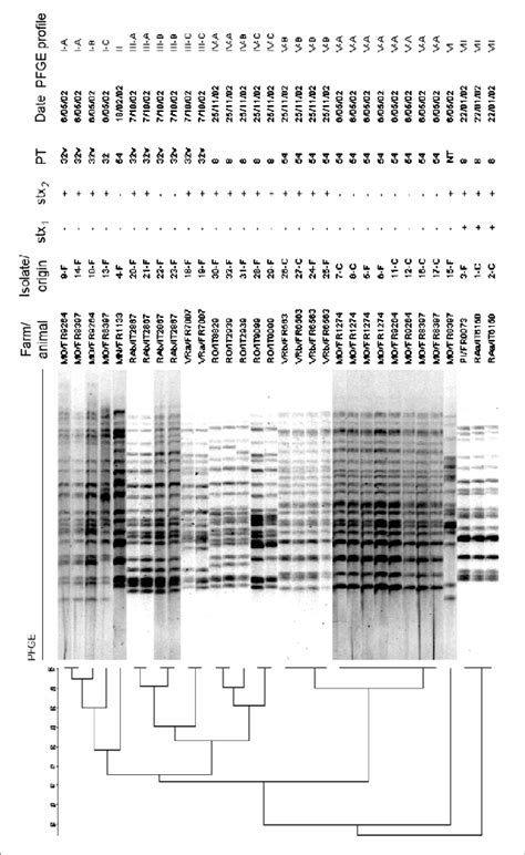Dendrogram Generated By Bionumeric Software Showing The Relationships