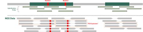Target Capture Multiplex Pcr Vs Hybridization Capture Celemics Inc
