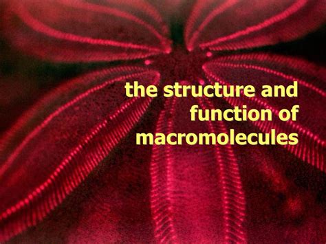 The Structure And Function Of Macromolecules Ppt Download