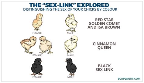 red star chickens everything you need to know eco peanut