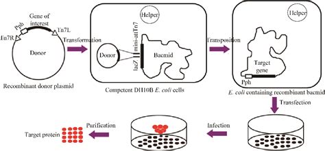 Figure 2 From Current Application Status Of Baculovirus Expression