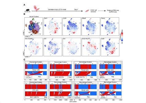 Immune Single Cell Transcriptomic Map Of Regenerating Murine Skeletal