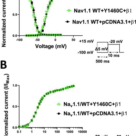 Gating Properties Of Steady State Activation And Inactivation And