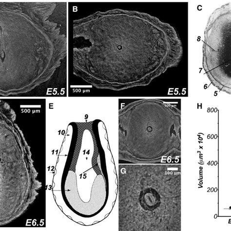 3d Imaging Of Embryonic Post Implantation Development A C 2d Sections
