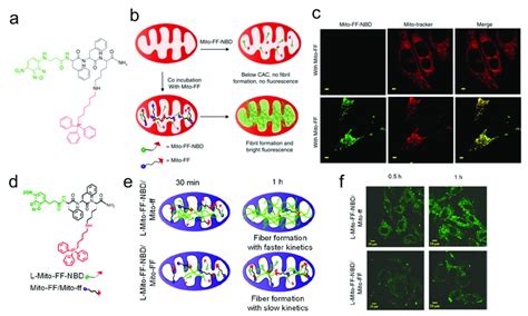 A Structural Design Of The Mitochondria Targeting Peptide Amphiphile