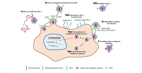 Complement Evasion Strategies Of Viruses A Piracy Of Soluble Host