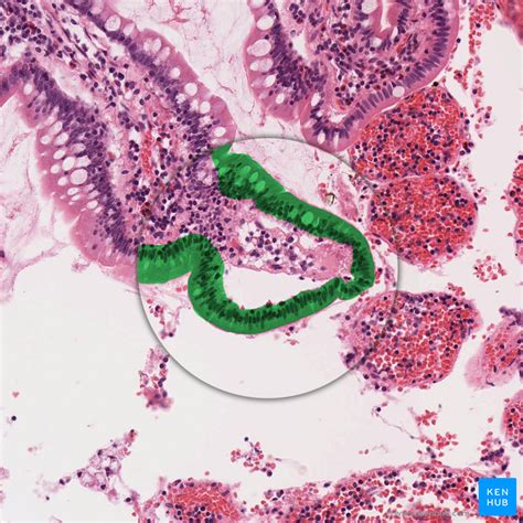 Histology Simple Columnar Epithelial Tissue Histology Slides Images