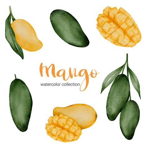 Mango En Vector Plano De Colección De Acuarela De Frutas Png Mango