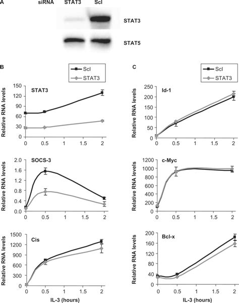 Stat3 And Stat5 Do Not Have Redundant Functions In Regulating Stat5