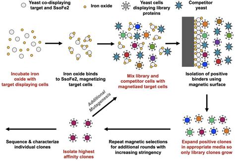 Screening Yeast Display Libraries Against Magnetized Yeast Cell Targets