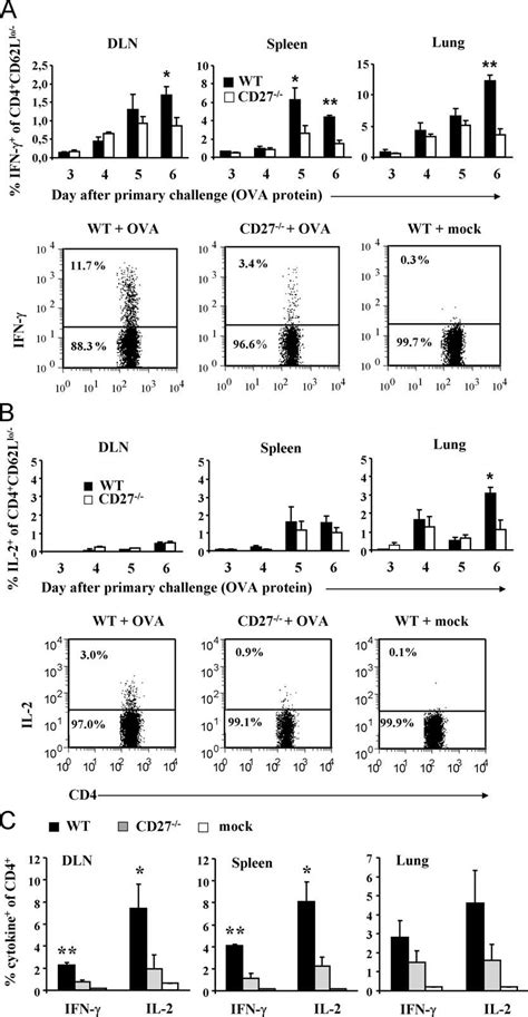 Cd27 Induces Expression Of Ifn And Il 2 In Cd4 T Cells A And B Wt And
