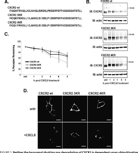 Figure 2 From The Carboxyl Terminal Pdz Ligand Motif Of Chemokine