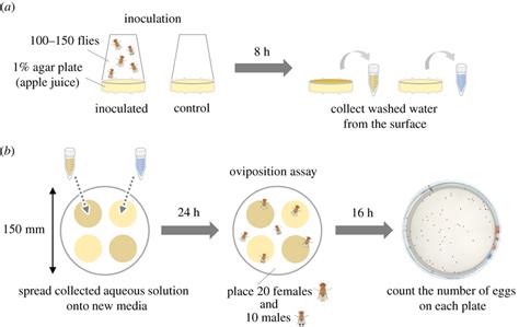 Experimental Scheme Of The Oviposition Assay To Quantify Response To