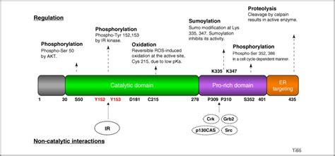 Ptp1b A Double Agent In Metabolism And Oncogenesis Trends In
