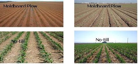 No Till Bottom Uses A Systems Approach To Crop Production Where Crops