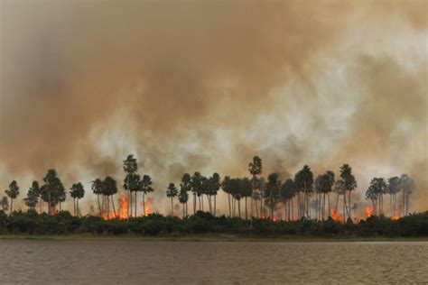 Imágenes Impactantes De Los Incendios En Pantanal Sudamérica