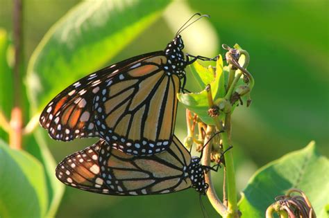 Monarch Butterfly Mating Habits Biological Science Picture Directory