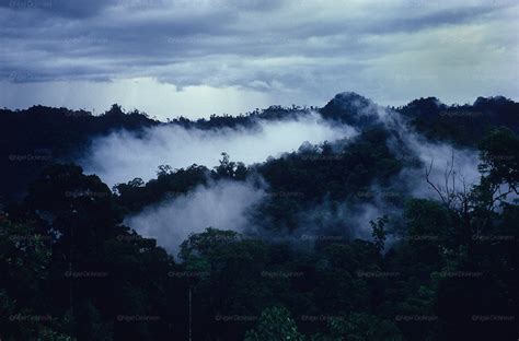 tropical primary rainforest canopy malaysia sarawak borneo nigel
