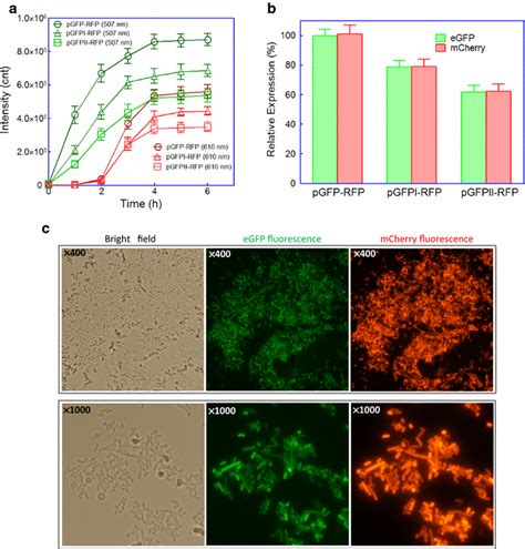 Relationship Of The Expression Level Of The Target Gene Egfp In Orf1