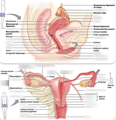 Female Reproductive System Diagram Labeled And Functions