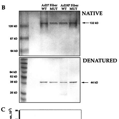 Quantitative Binding Analysis Of Ad37 Interaction With Conjunctival