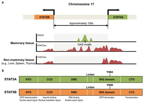 Ijms Free Full Text Genomic Mutations Of The Stat5 Transcription