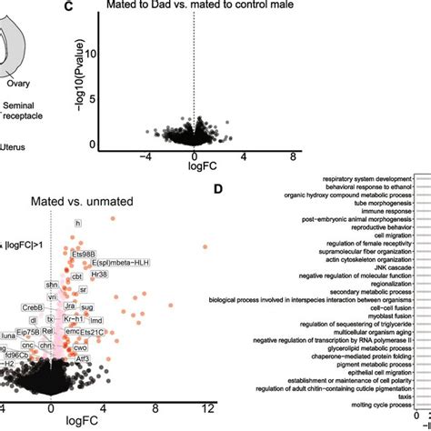 Mating Induces Differential Abundance Of Rnas In The Female