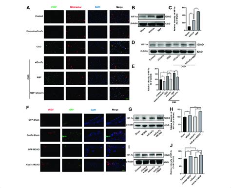 Effects Of Nbp Sicox7c And Oecox7c On Vegf Hif 1α Pathway In Vascular