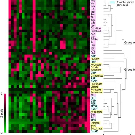 Heatmap With A Metabolite Dendrogram Obtained By Hierarchical