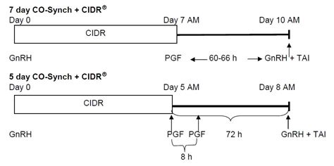 Improving Beef Heifer Reproduction Via Synchronization And Timed Ai