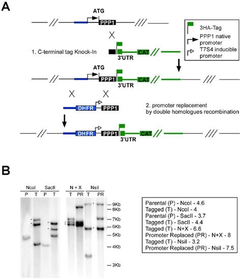 Isolation Of A Conditional Ppp1 Mutant By Promoter Replacement A