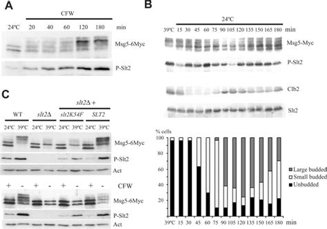 Activation Of The Cell Integrity Pathway Results In A Msg5 Bandshift