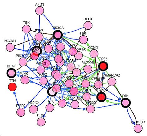 The Gene Interaction Network And Their Roles In Several Pathways The