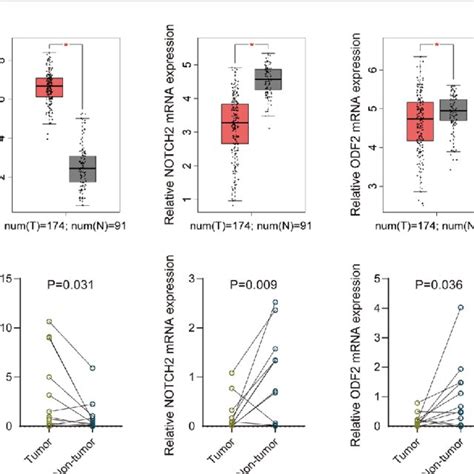 Validation Of The 5 Hub Genes A Gepia Validated The Expression Levels
