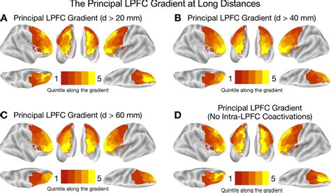 Figures And Data In Functional Gradients In The Human Lateral