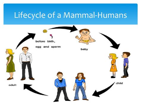 Ppt Life Cycles Powerpoint Presentation Free Download Id 2585239
