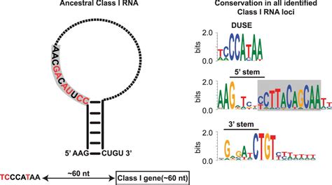 Abundantly Expressed Class Of Noncoding Rnas Conserved Through The