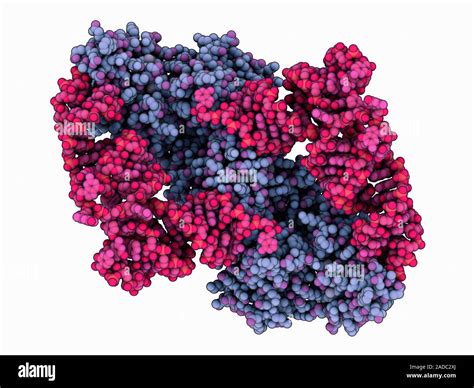 Human Tryptophanyl Trna Synthetase Complexed With Trna Transfer