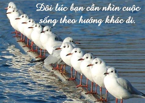 [205 ] Hình ảnh Câu Nói Hay Về Cuộc Sống ý Nghĩa đáng Suy Ngẫm Tổng