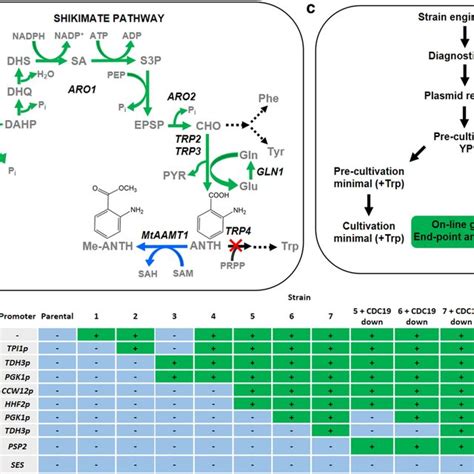 A A Simplified Representation Of The Metabolic Pathways Engineered In