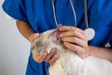 Cat Yeast Infection Vs Ear Mites Vet Reviewed Differences With