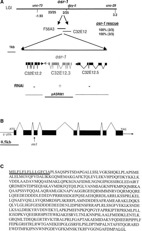 —positional Cloning Of Osr 1 A Genetic And Physical Maps Of